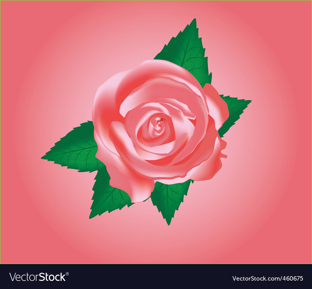 Vector pink rose Royalty Free Vector Image - VectorStock
