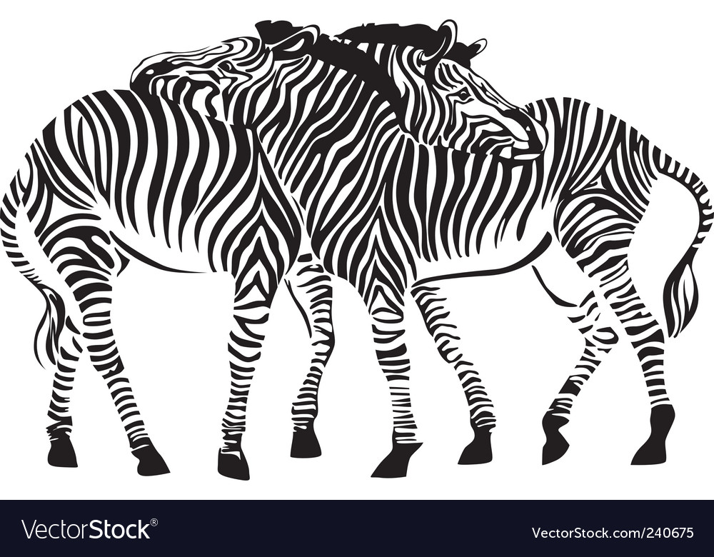 Zebras Royalty Free Vector Image - VectorStock Zebras Royalty Free Vector Image - VectorStock