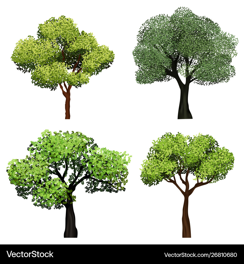 Trees realistic nature garden botanical Royalty Free Vector