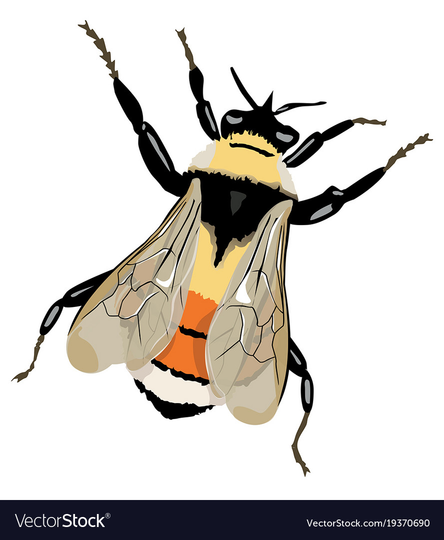Bumble-bee Royalty Free Vector Image - VectorStock