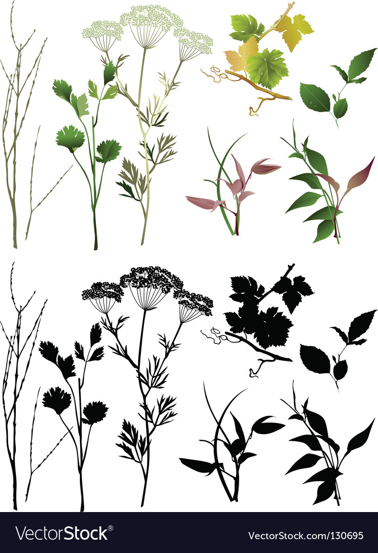 Plants Royalty Free Vector Image - VectorStock