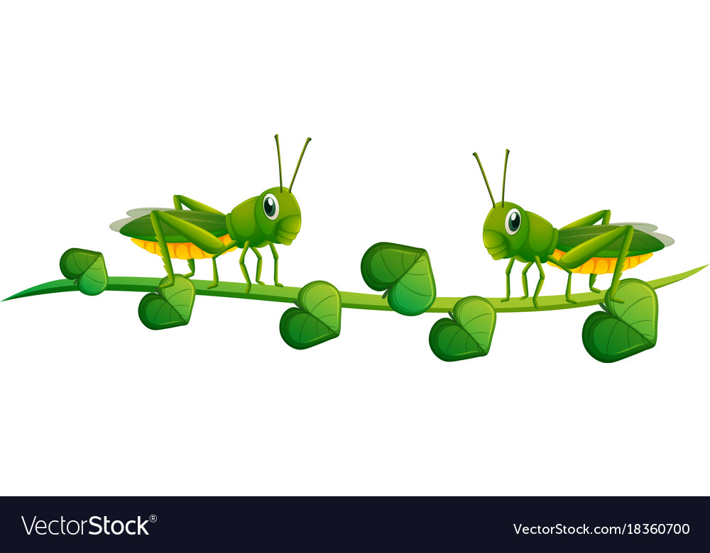 Two grasshoppers on green vine Royalty Free Vector Image