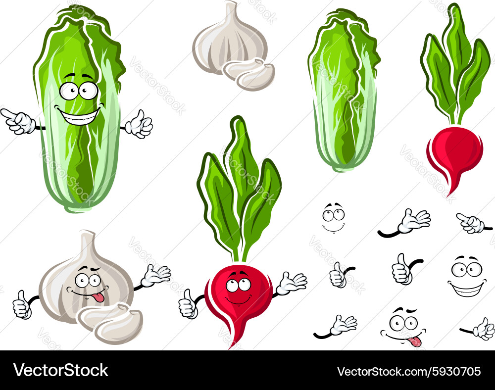 Chinese cabbage garlic and radish vegetables Vector Image