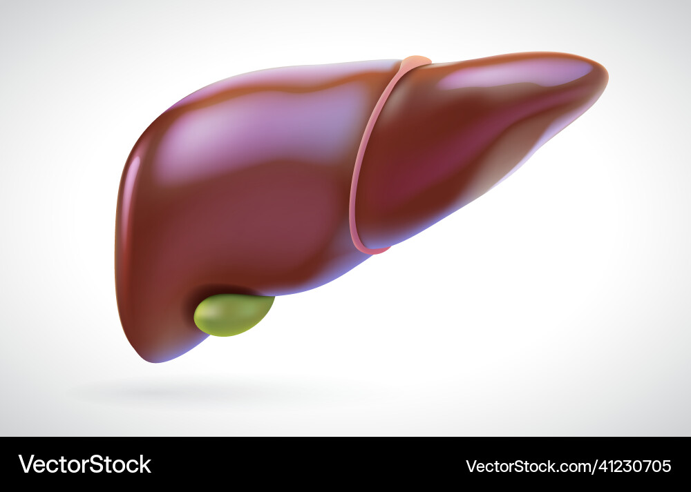 Liver and gallbladder for medical Royalty Free Vector Image