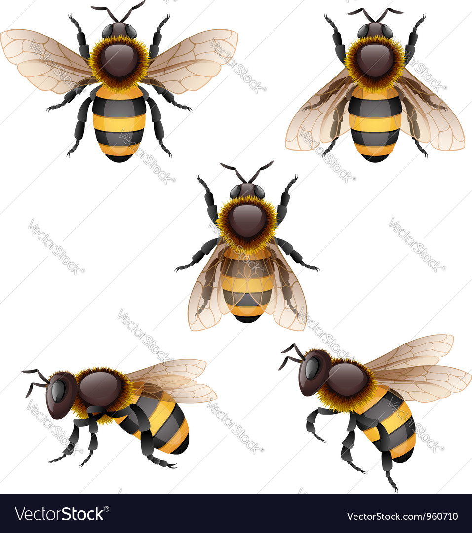 Bee Royalty Free Vector Image - VectorStock