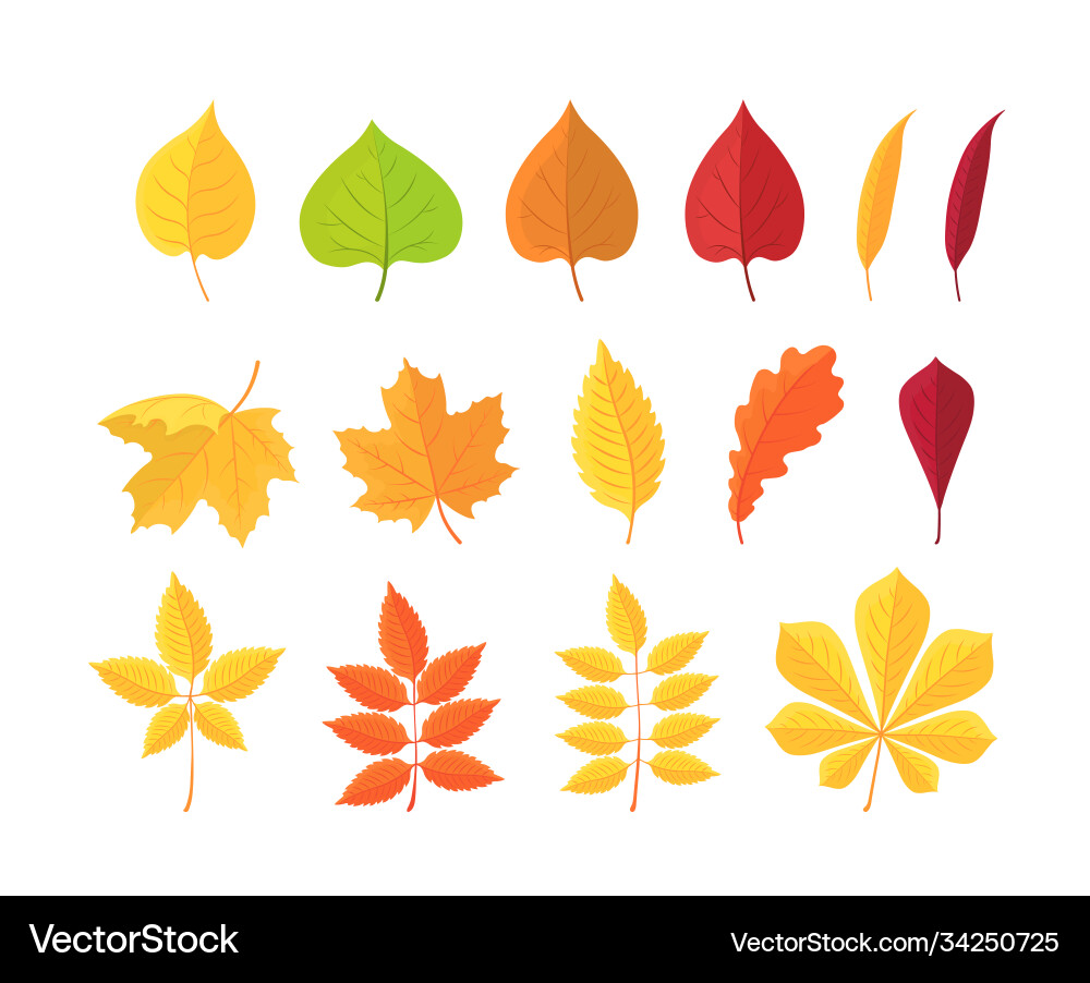 Botanical set bright autumn leaves Royalty Free Vector Image