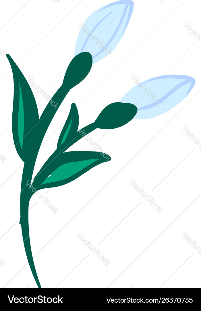 Beautiful snowdrops on white background Royalty Free Vector