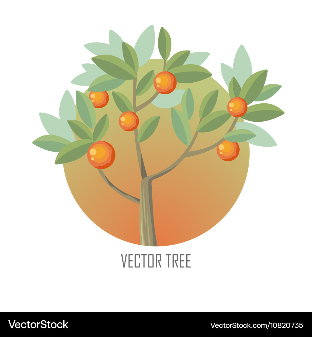 Orange Tree with Green Leaves and Oranges Vector Image