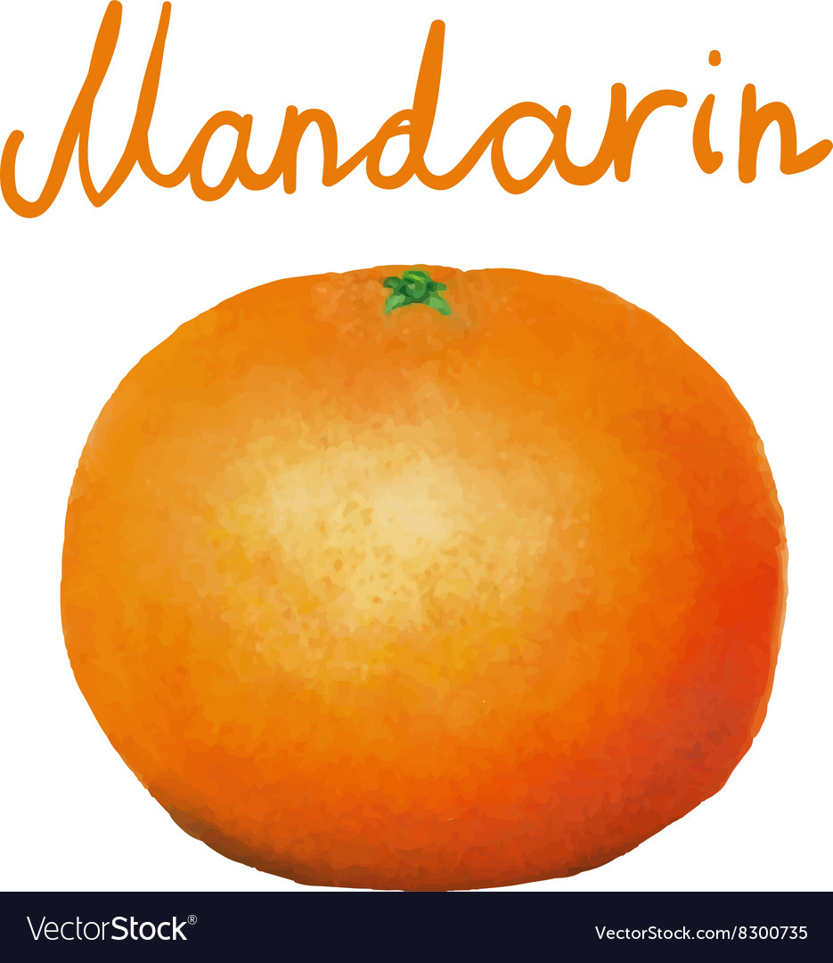 Painted mandarin Royalty Free Vector Image - VectorStock