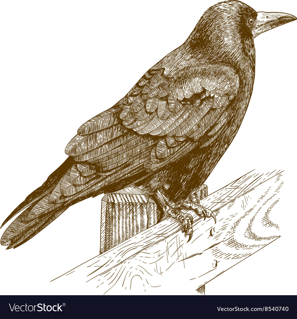 Etching raven Royalty Free Vector Image - VectorStock