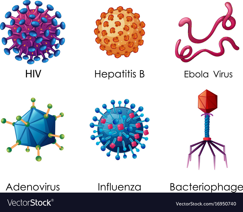 Six Types Viruses On White Background Royalty Free Vector