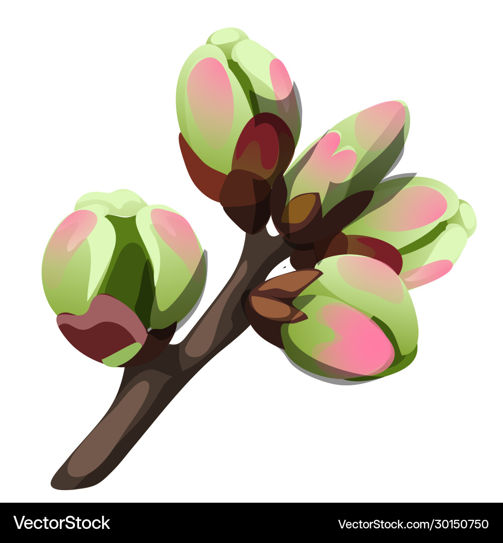 Swelling buds on a tree in early spring isolated Vector Image