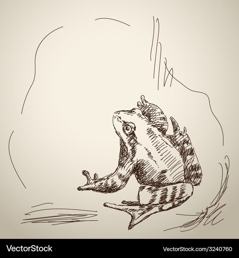 Sketch of frog Royalty Free Vector Image - VectorStock