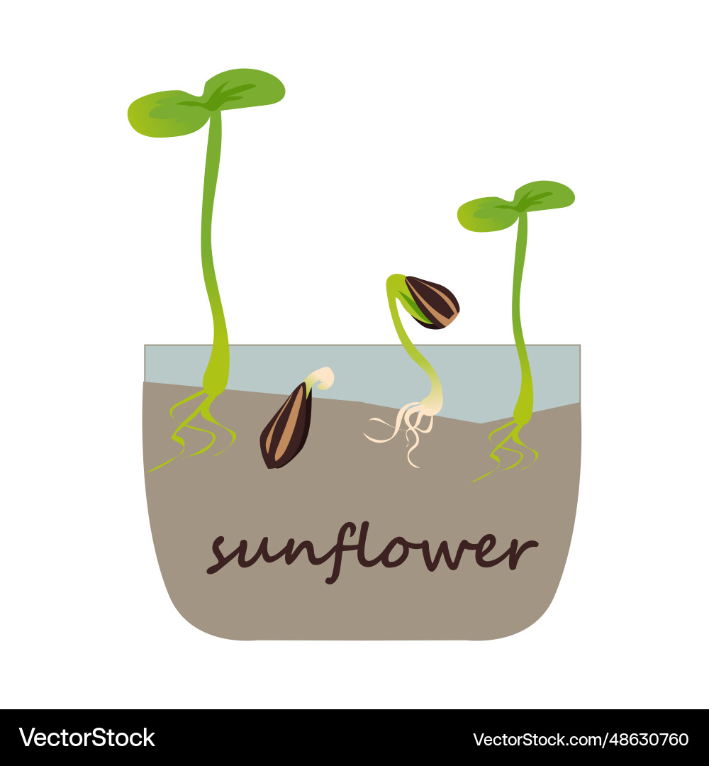 Sunflower microgreen green sprouts growing seed Vector Image