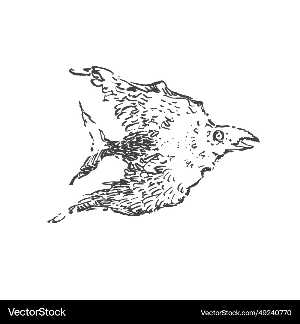 Bird Royalty Free Vector Image - VectorStock
