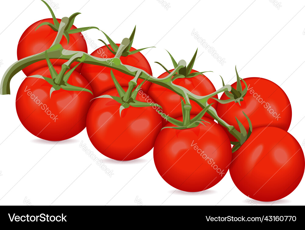 Branch of cherry tomatoes Royalty Free Vector Image