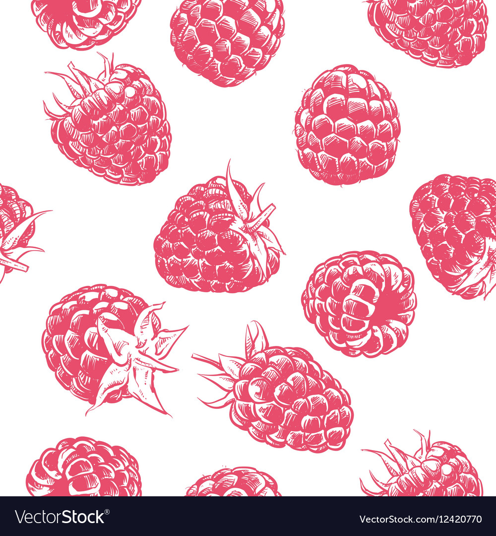Raspberry pattern hand drawn fruit berry Vector Image