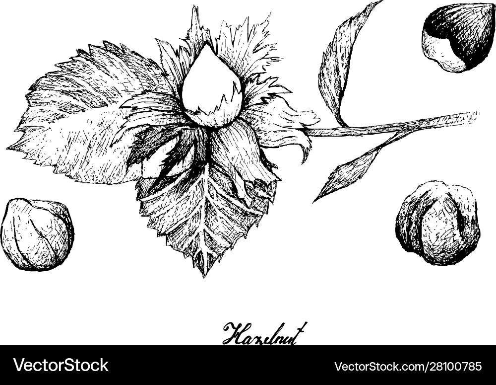 Hand drawn hazelnut nuts on a branch Royalty Free Vector