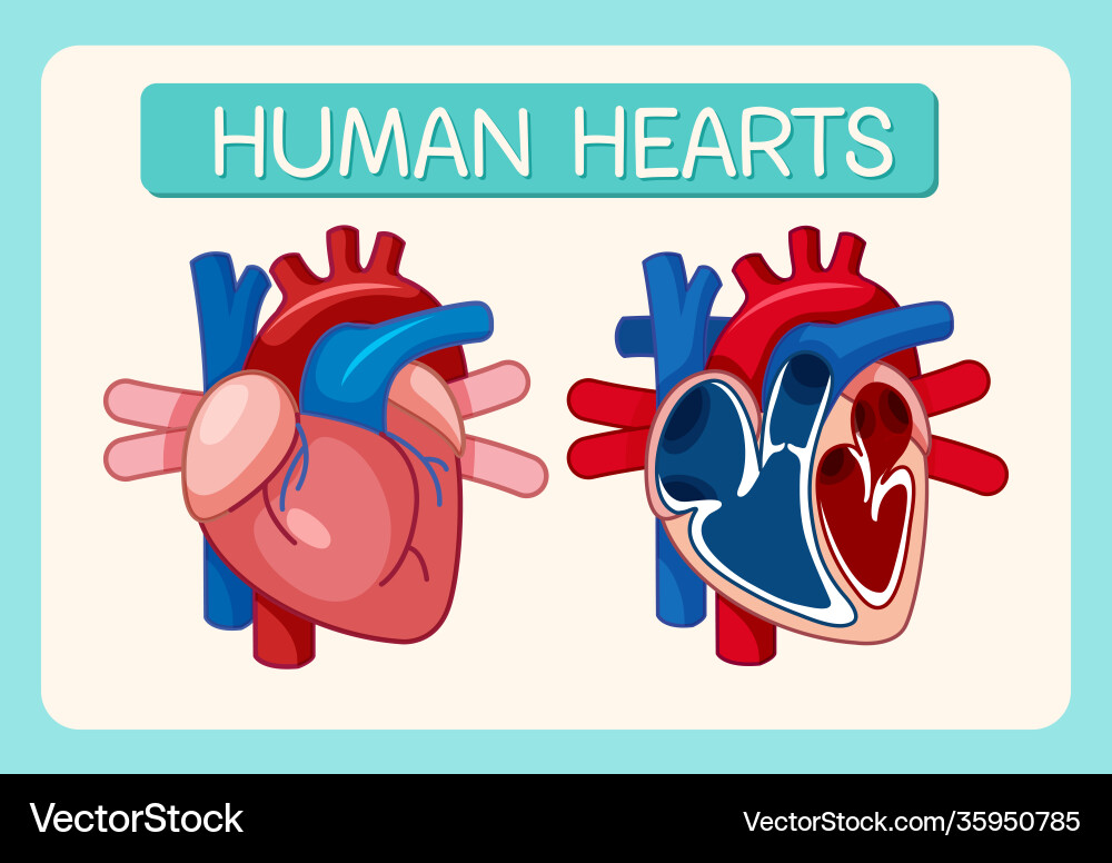 Information poster human heart diagram Royalty Free Vector