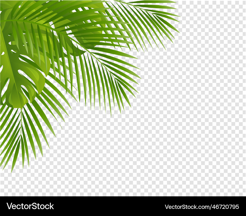 Palm tree leaves leaves with frame isolated Vector Image