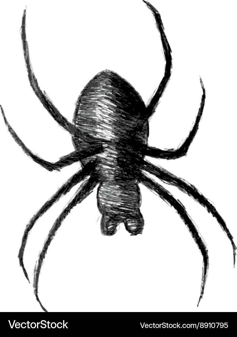 Sketch of a spider Royalty Free Vector Image - VectorStock