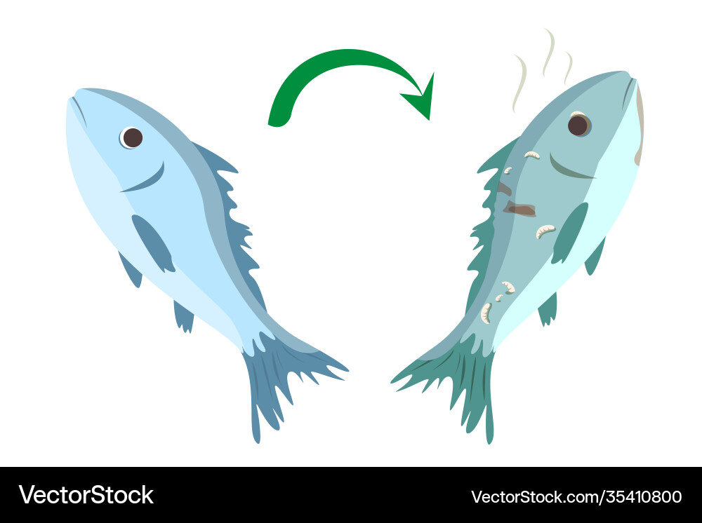 Fresh good fish becomes rotten isolated Royalty Free Vector