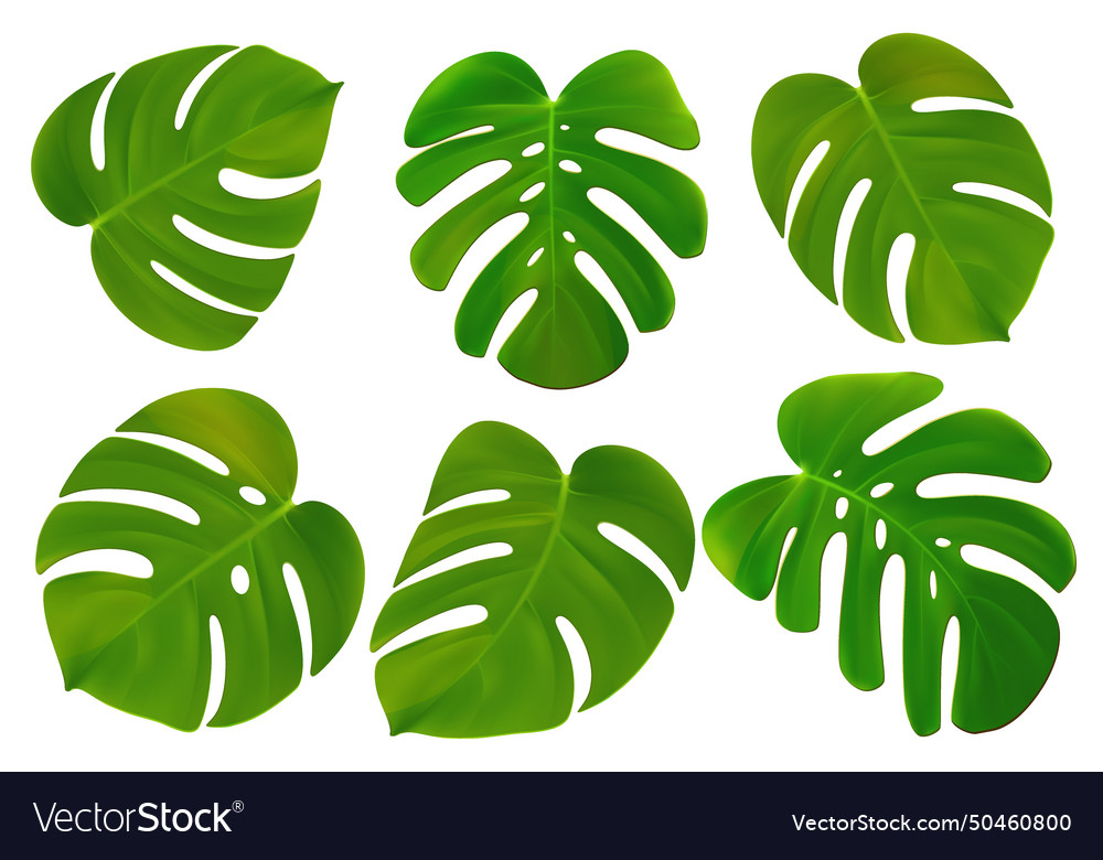 Monstera Royalty Free Vector Image - VectorStock