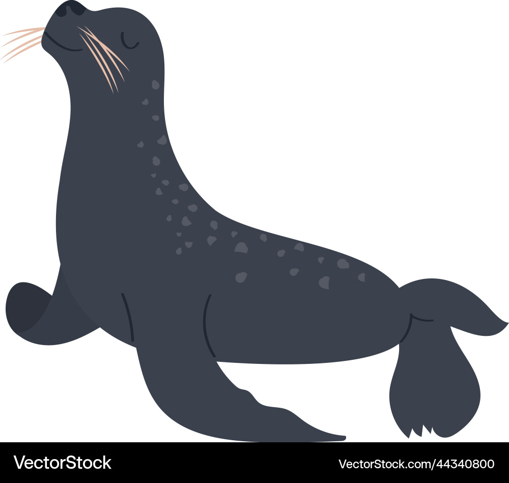 Seal sealife animal Royalty Free Vector Image - VectorStock