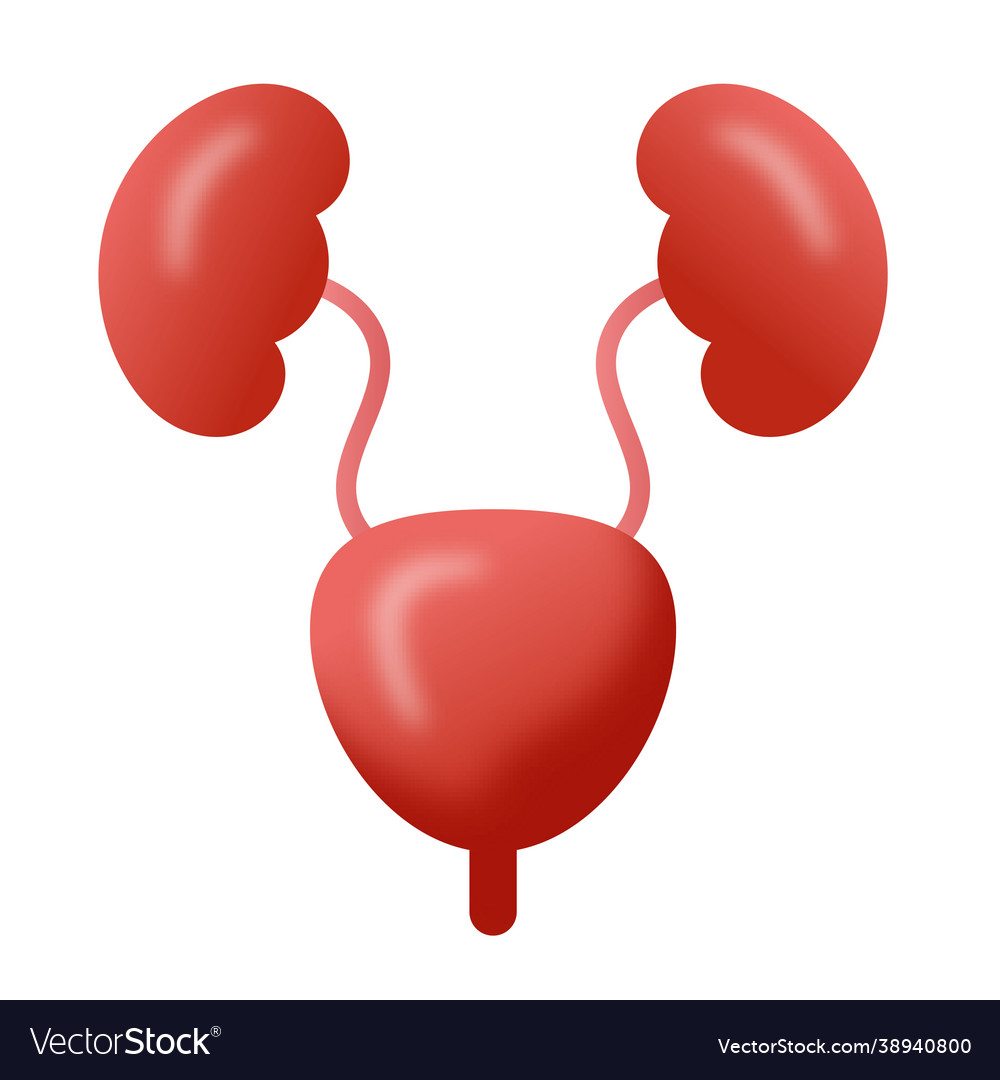 Urinary system Royalty Free Vector Image - VectorStock