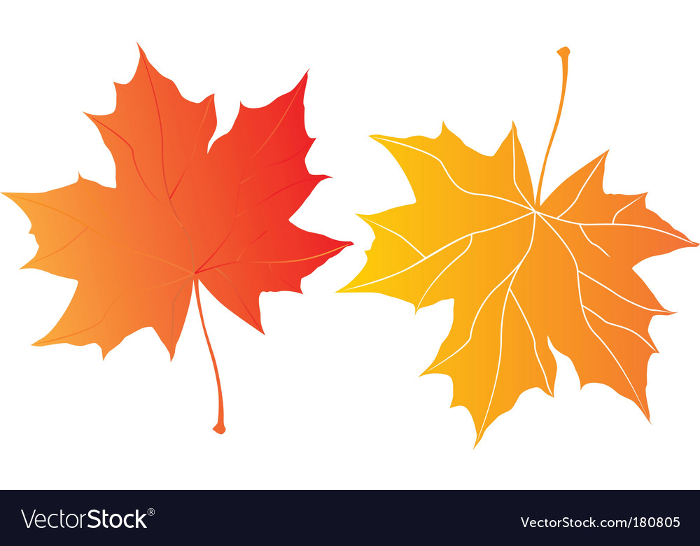 Maple leaves Royalty Free Vector Image - VectorStock