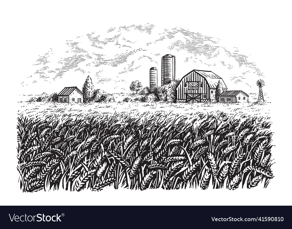 Corn Field Sketch