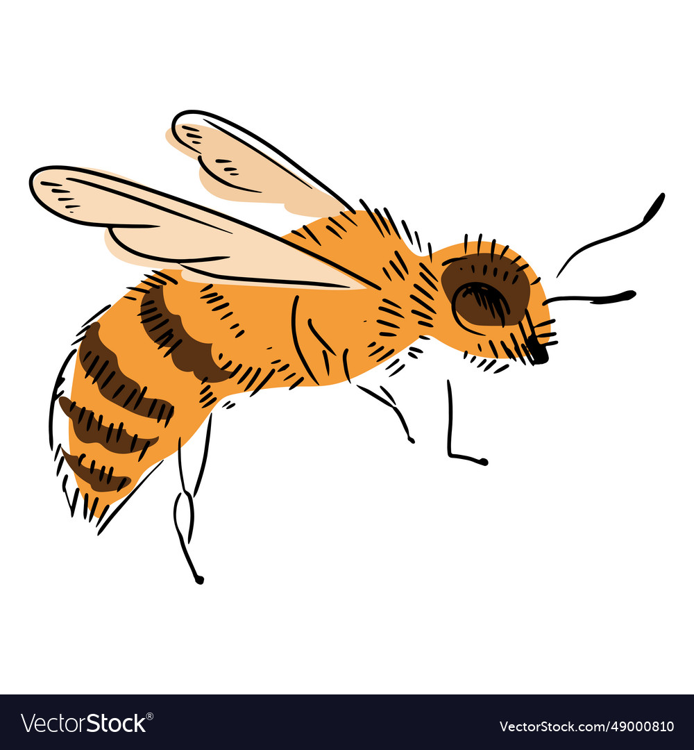 Side bee Royalty Free Vector Image - VectorStock