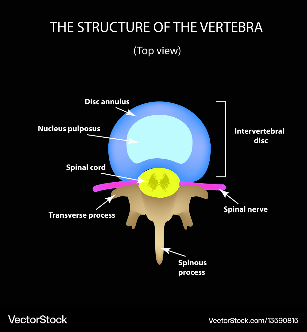 Anatomical structure of the intervertebral Vector Image