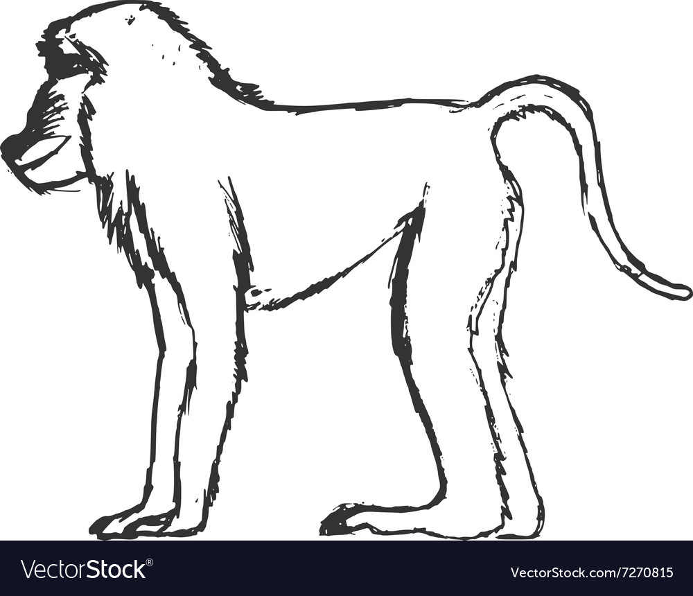 Baboon Royalty Free Vector Image - VectorStock