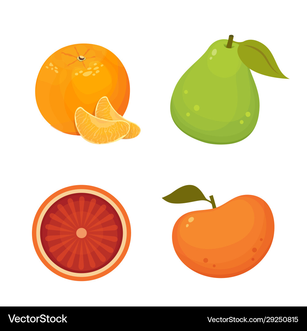 Fresh citrus fruits isolated Royalty Free Vector Image
