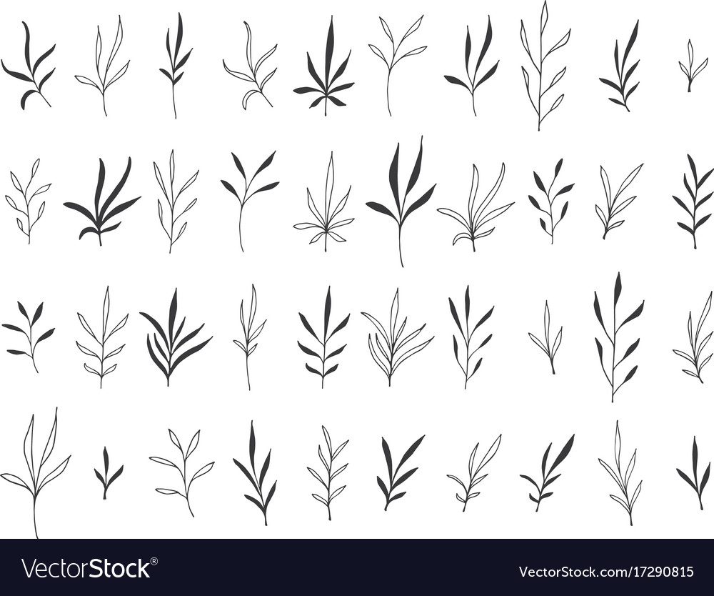 Hand drawn botanical decorative design elements Vector Image Hand drawn botanical decorative design elements Vector Image