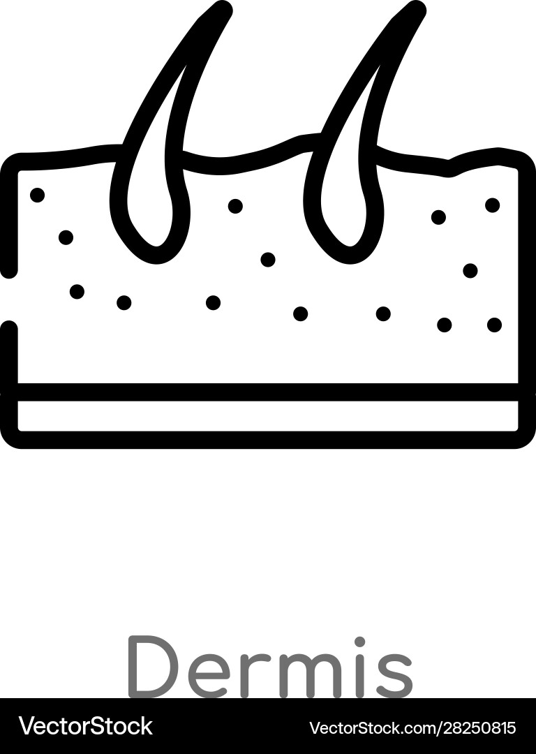 Outline dermis icon isolated black simple line Vector Image