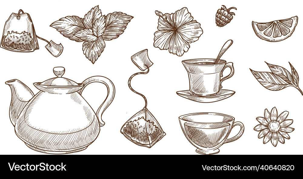 Drinking and brewing tea herbs and teabag Vector Image