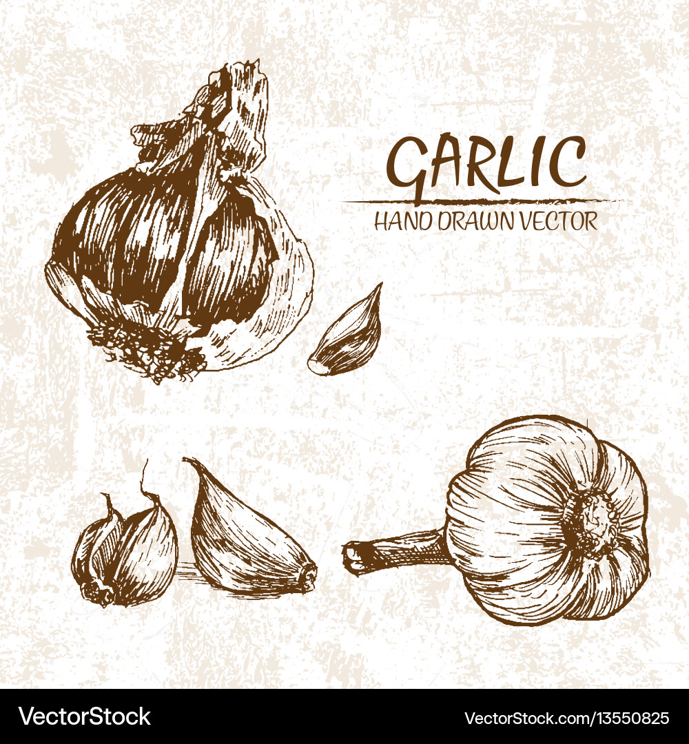 Digital detailed garlic hand drawn Royalty Free Vector Image