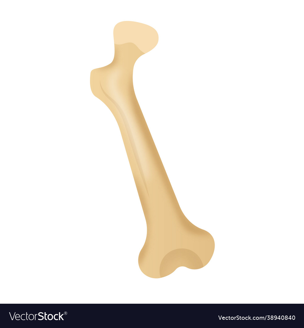 Bone marrow Royalty Free Vector Image - VectorStock