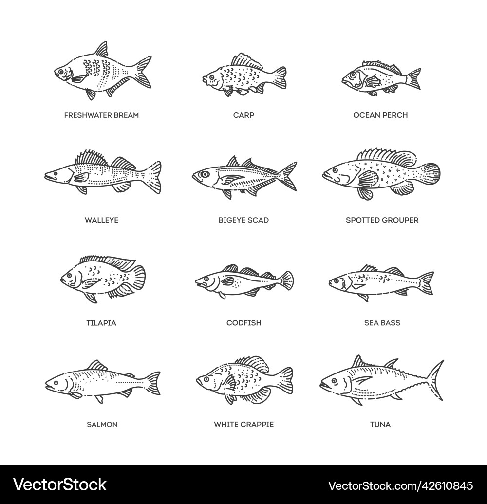 Set of fish types marine ocean Royalty Free Vector Image