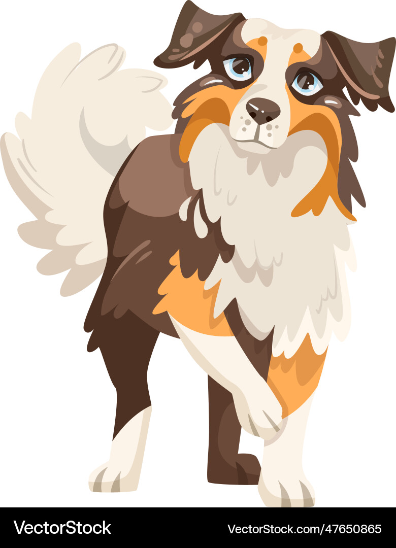 Standing border collie dog breed with thick coat Vector Image