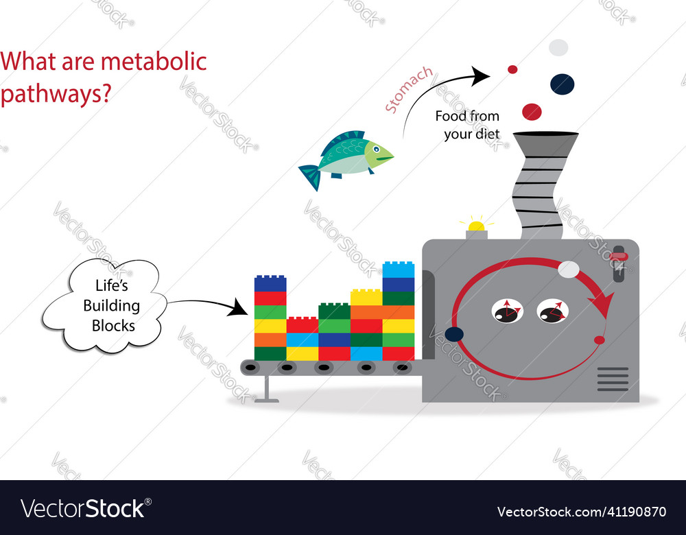 Basic metabolism Royalty Free Vector Image - VectorStock