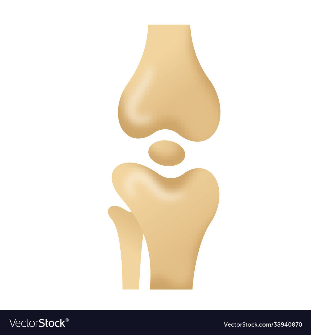 Bone joint Royalty Free Vector Image - VectorStock