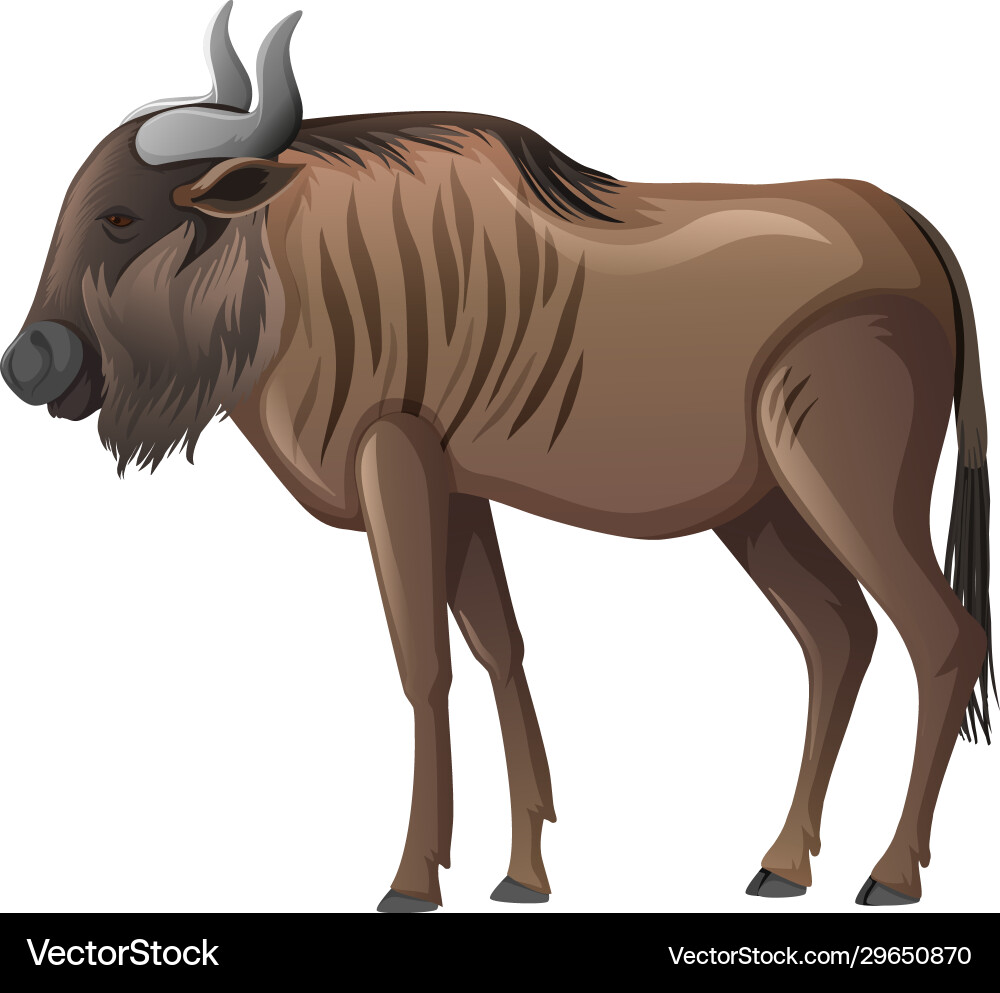 Wild african buffalo standing on white background Vector Image