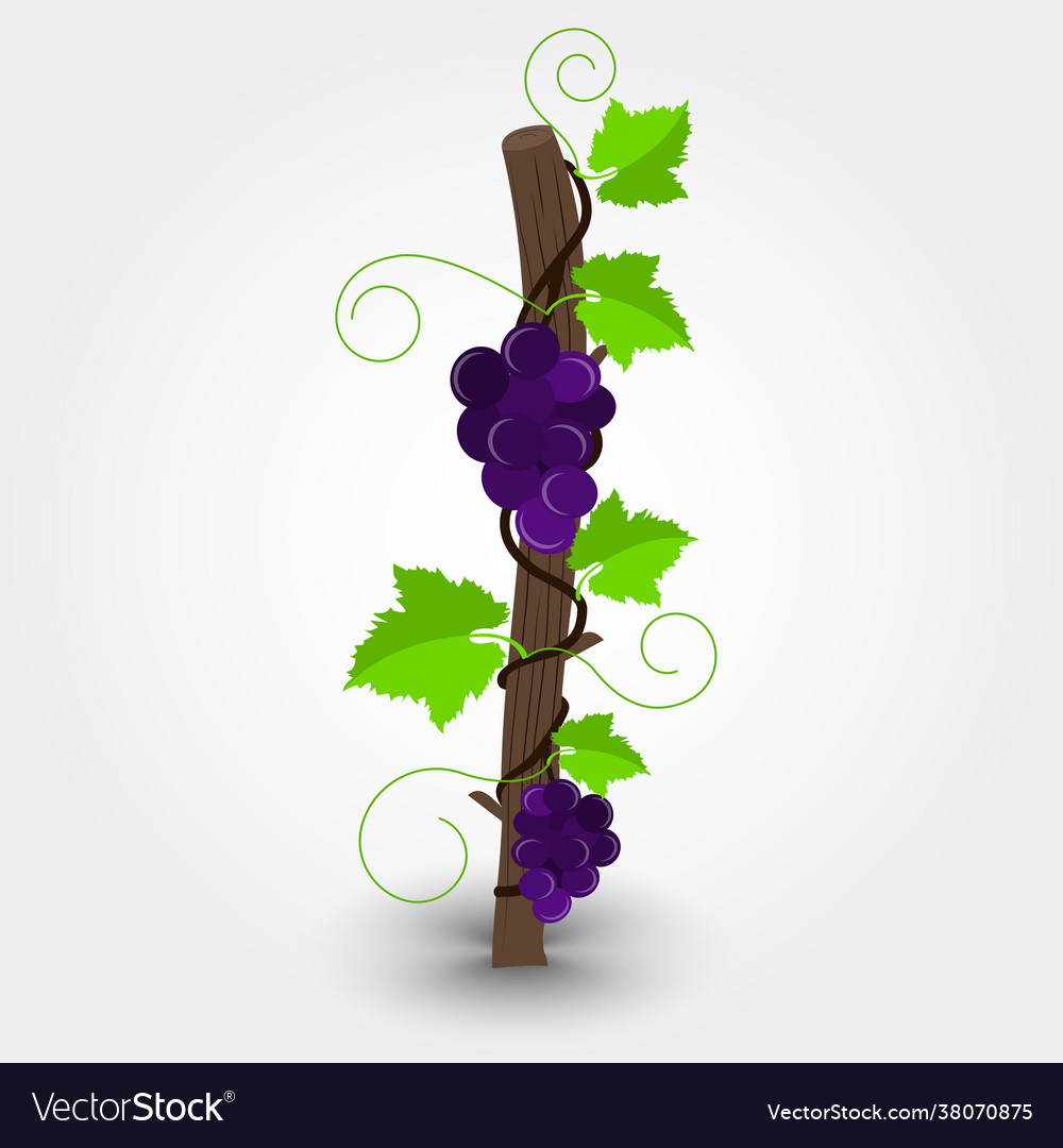 Grapevine Royalty Free Vector Image - VectorStock