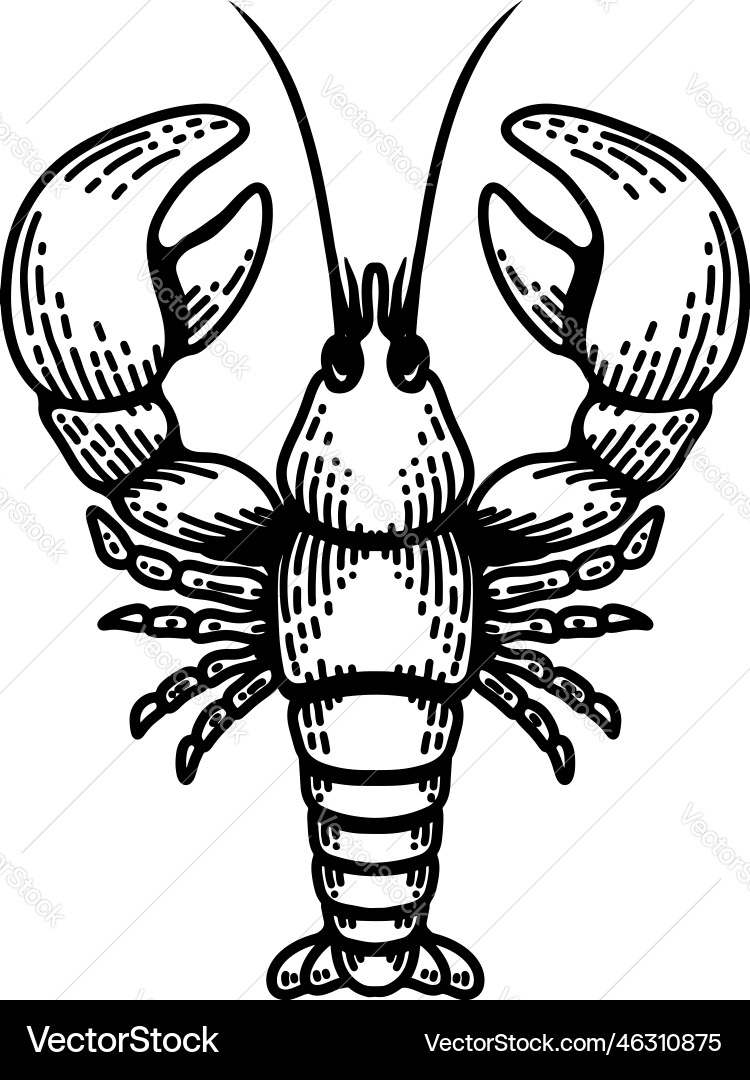 Lobster design element for poster card banner Vector Image