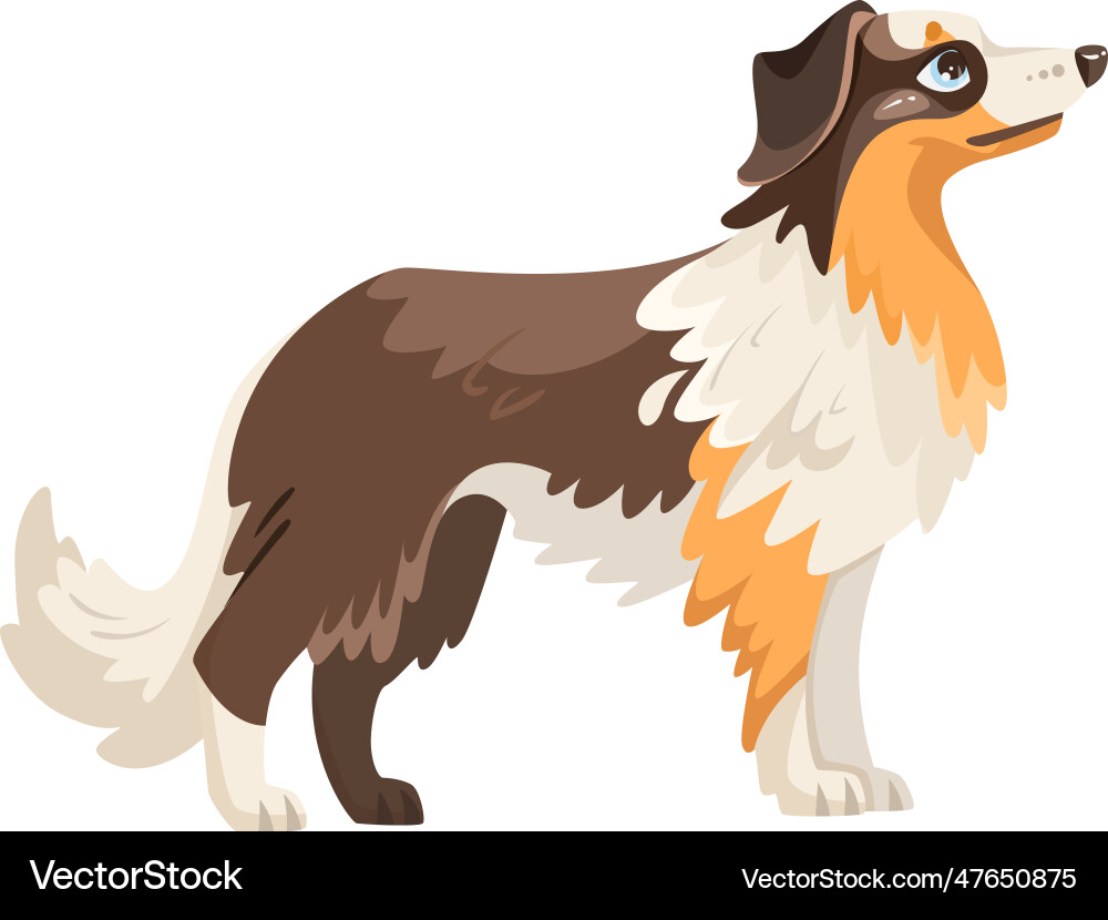 Standing border collie dog breed with thick coat Vector Image