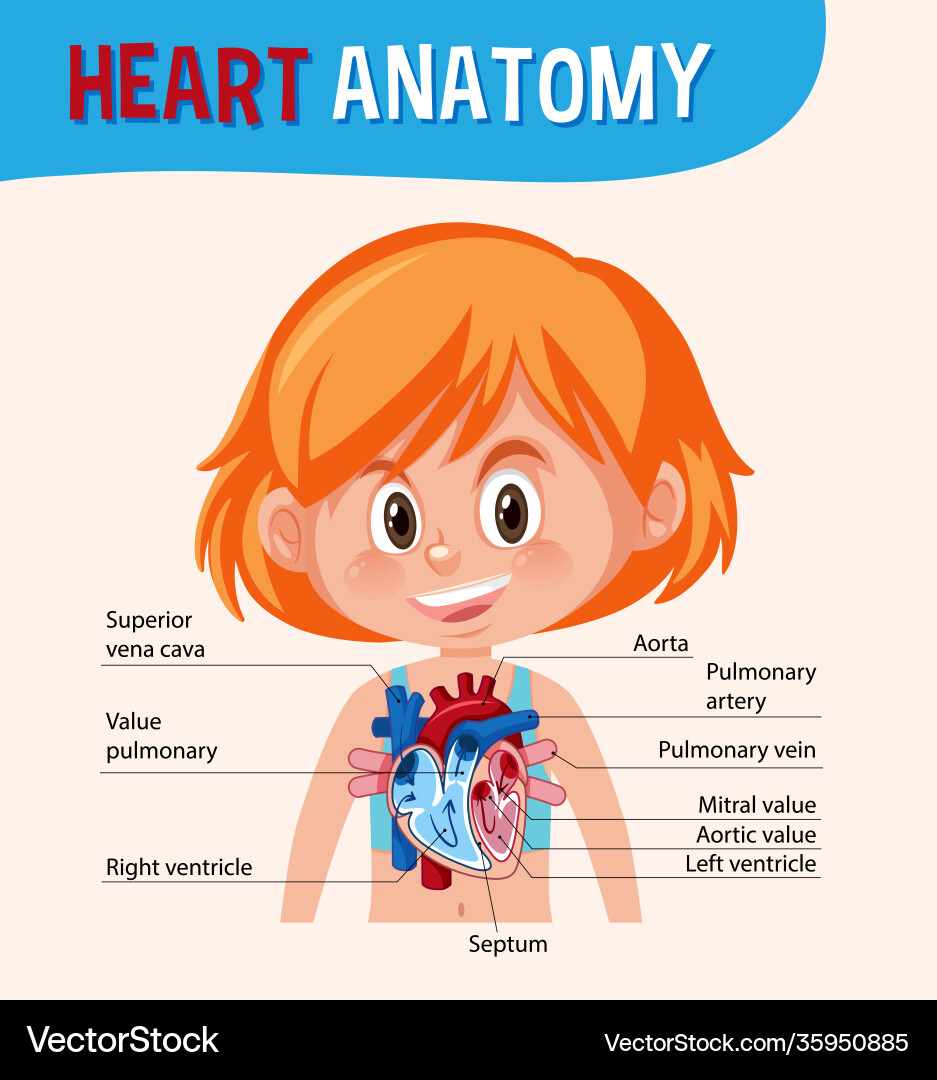 Information poster human heart diagram Royalty Free Vector