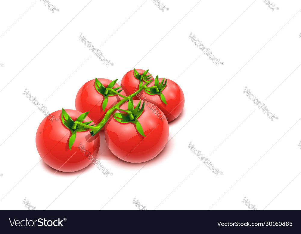 Tomato Royalty Free Vector Image - VectorStock